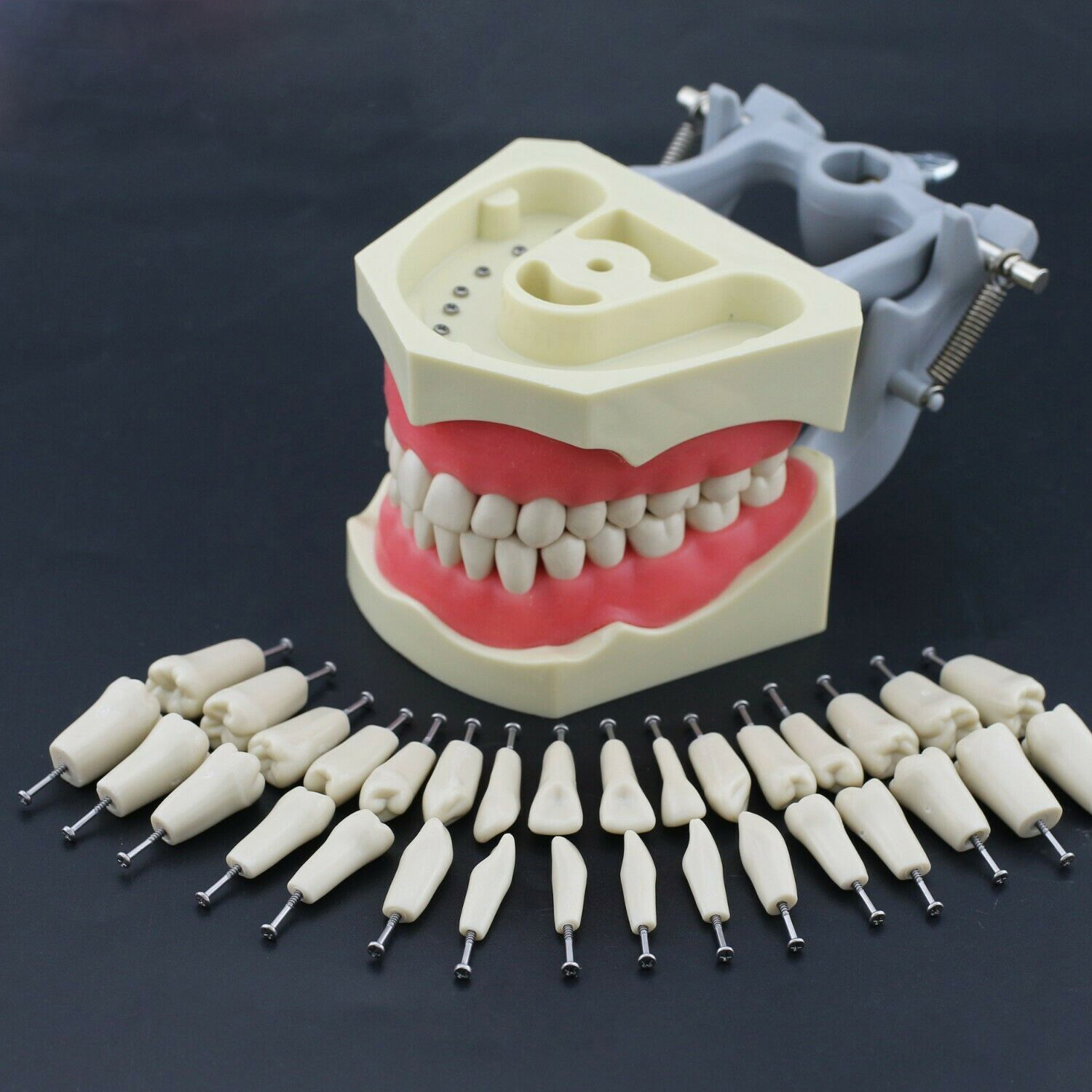 Buy Dental Typodont Jaw Set Columbia Type MC Dental Equipment 